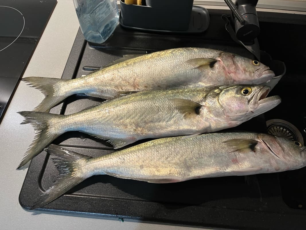 Je li strijelka u Istri izlovila cipla? Iz pulskog Aquariuma ...