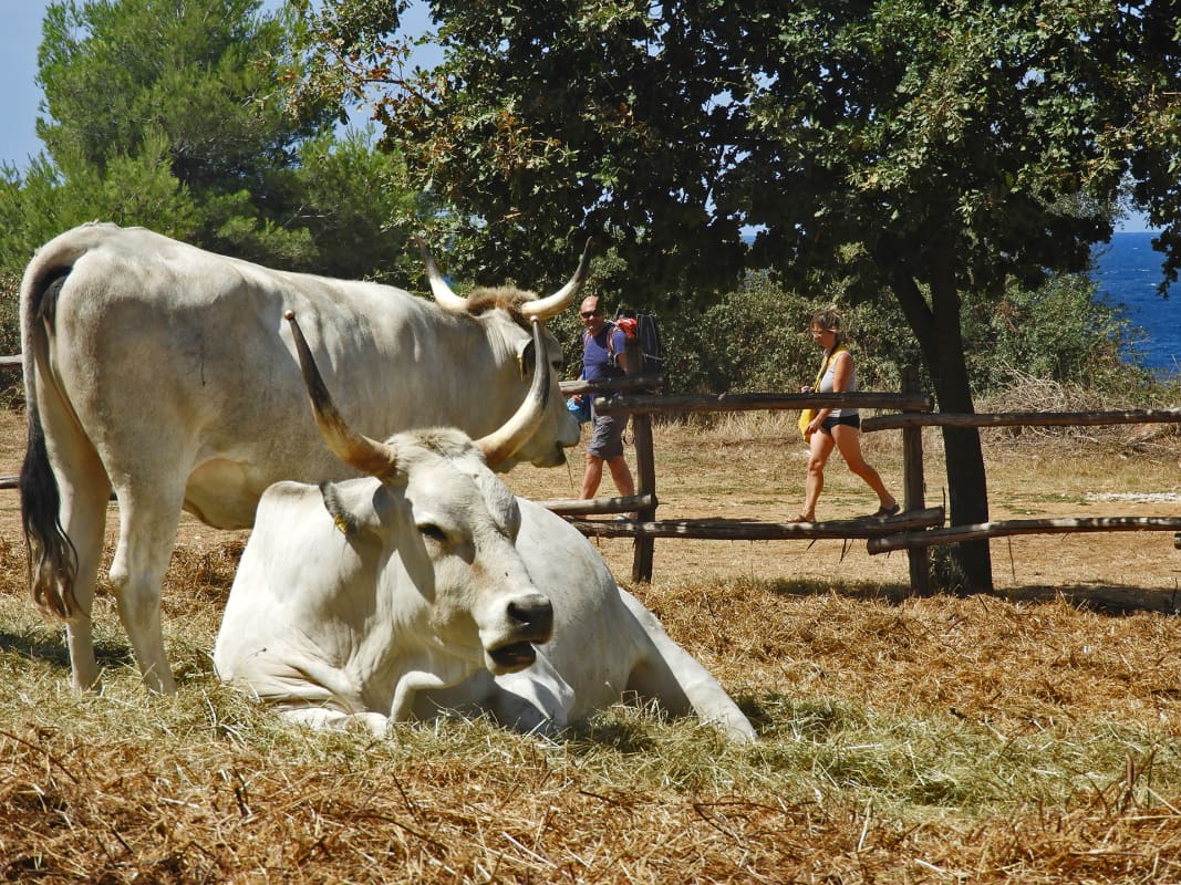 Antropologinja Marijanić: "I životinje imaju svoj holokaust. Istarski ...