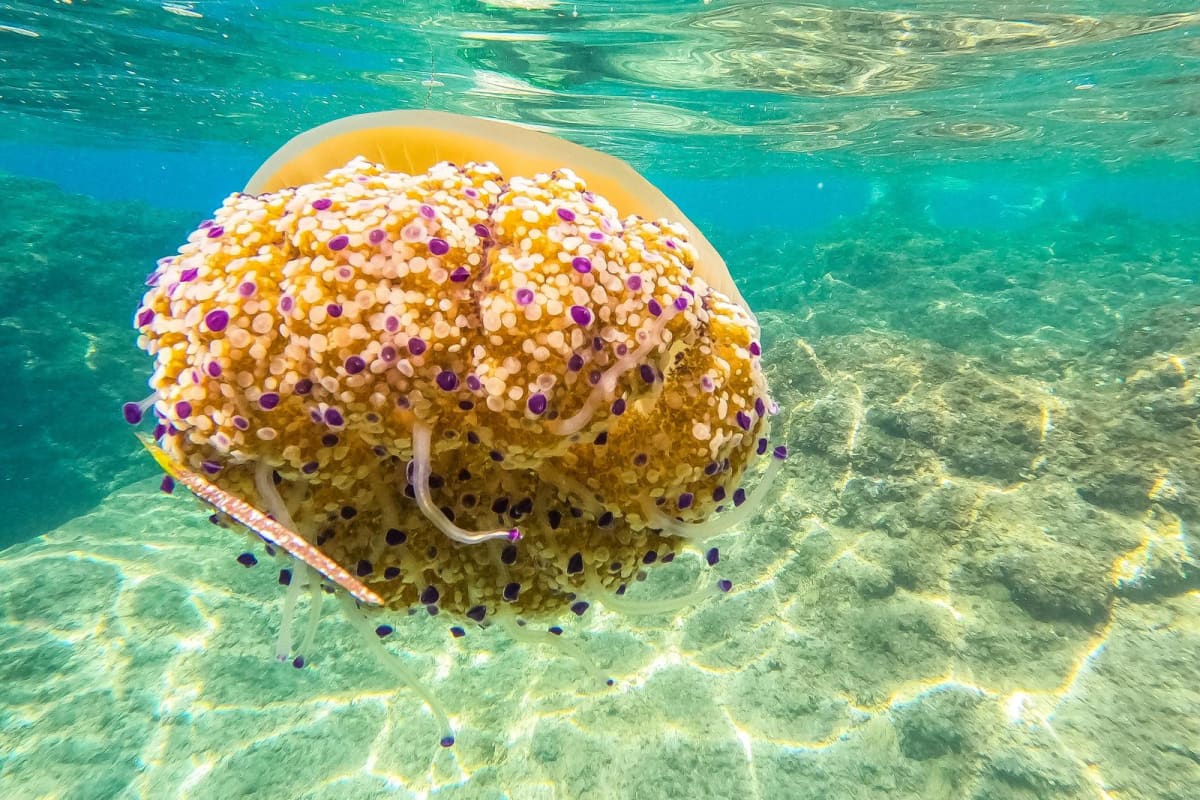 (FOTO) PREKRASNE MEDITERANSKE MEDUZE pojavile se u pulskom akvatoriju ... (FOTO) PREKRASNE MEDITERANSKE MEDUZE pojavile se u pulskom akvatoriju ...