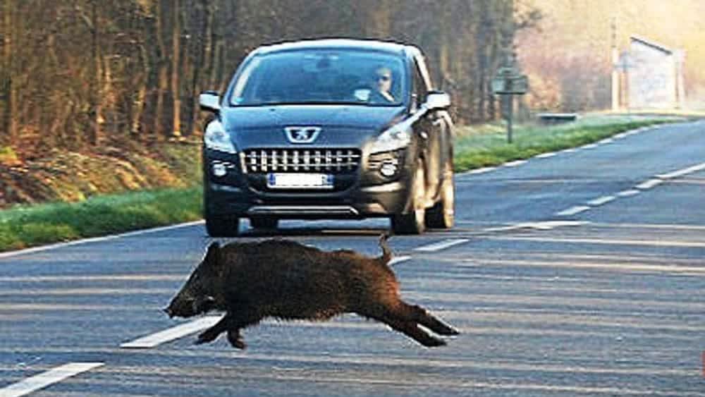 "SUSRETI" SA SRNAMA I DIVLJOM SVINJOM: U Istri jučer četiri naleta na ...