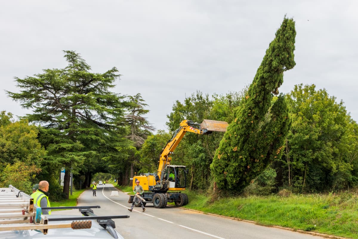 (FOTO) Jutros zatvoren dio Fažanske ceste, srušit će se sva stabla ...