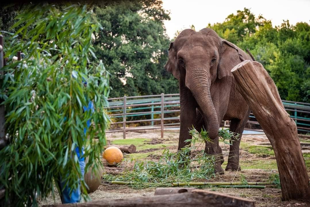 Slonica Lanka slavi 52. rođendan. Nacionalni park Brijuni organizira ...
