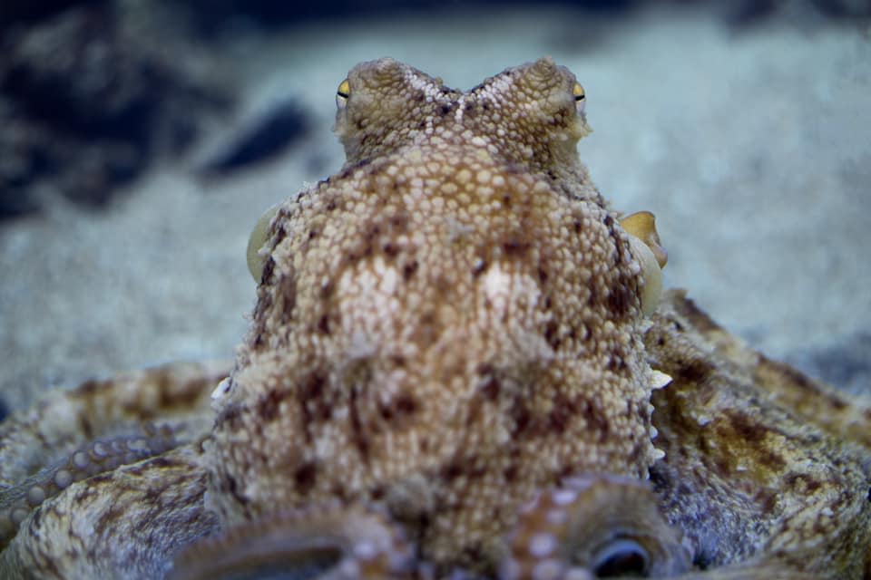 Razmišljaju i osjećaju: Hobotnice ne treba uzgajati za hranu - Istra24