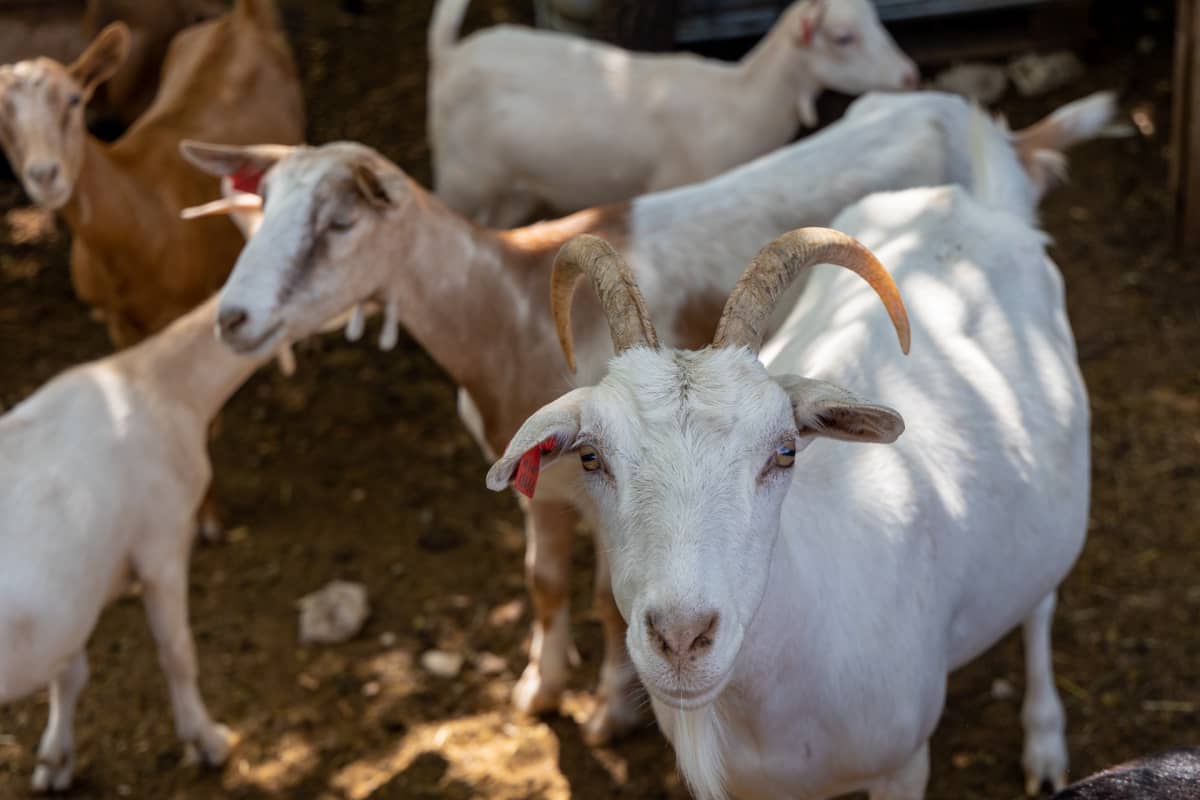 DIJAGNOZE I FARSE: jedna koza, tri koze, ladonje, vizualizacije ...