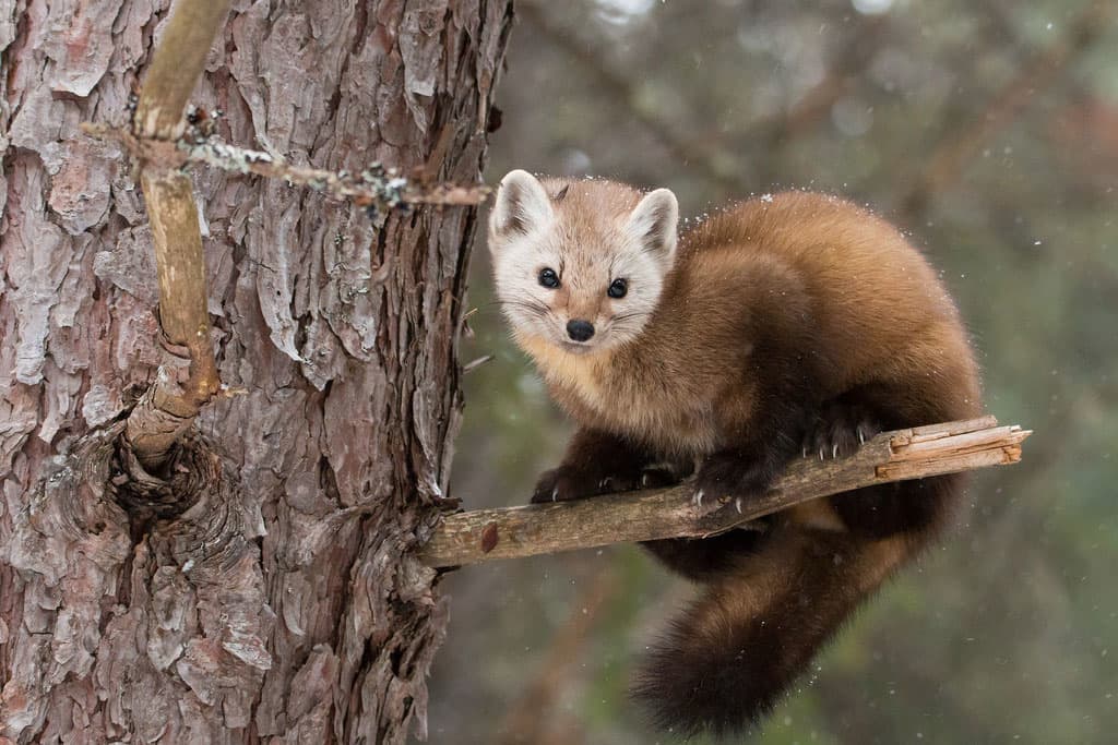 Neustrašiva, okretna i vrijedna - kuna zaslužuje biti na kovanici - Istra24
