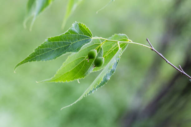 LADONJA BLUES - Istra24