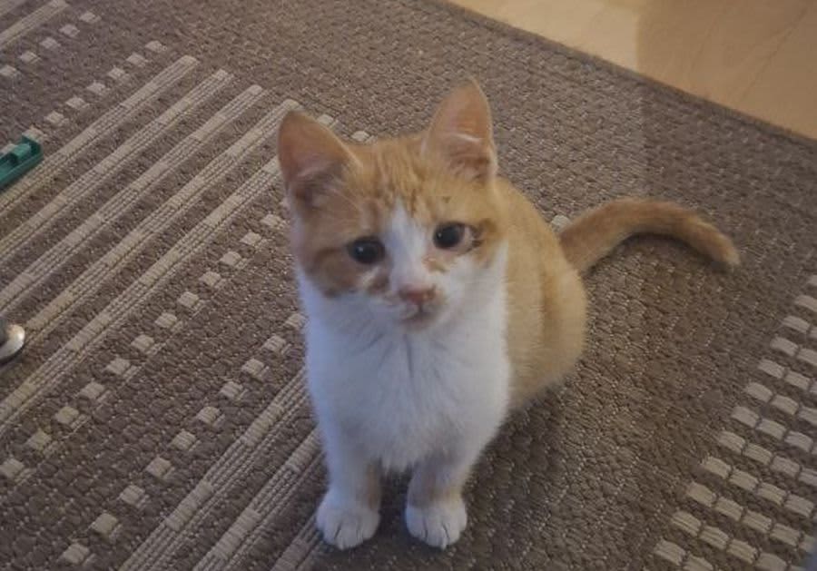 Na Velom Vrhu nestao mali žuto-bijeli mačić - Istra24