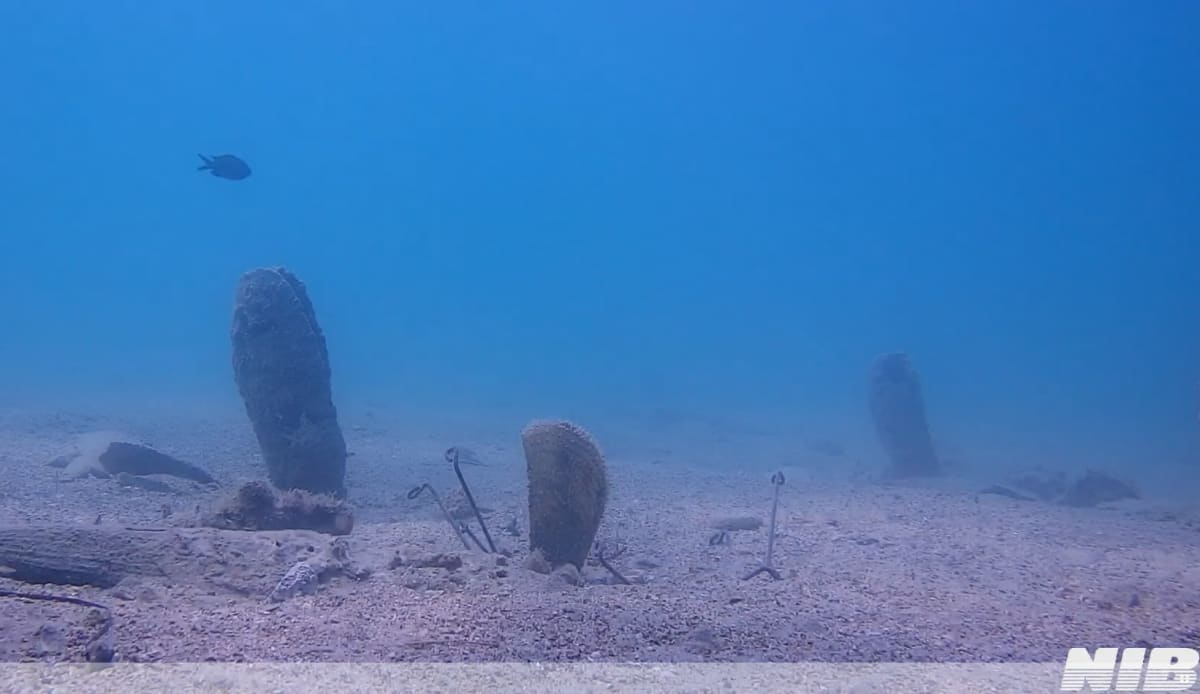 UZ 'PRIJENOS UŽIVO' Rijetka plemenita periska kod Pirana dobila svoju ...