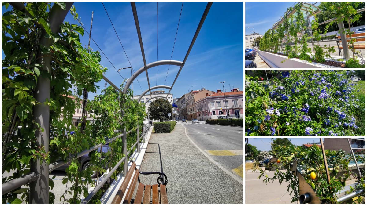 (FOTO) U HLADU JASMINA DOK NE DOĐE 'KURIJERA' Procvjetale zelene ...