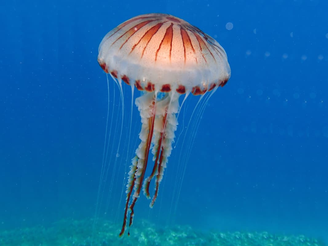 (FOTO) POJAVILE SE PRVE MEDUZE Viđene i opasne kompas meduze. Njihovu ...