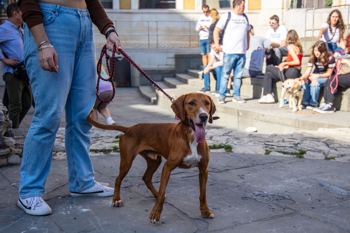 Psi nas razumiju, kaže nova studija - Istra24