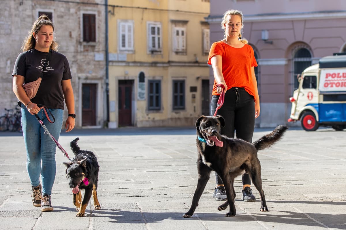 KUPIT ĆU SI PAPAR SPREJ Puležan ne želi više trpjeti napade pasa koji ...