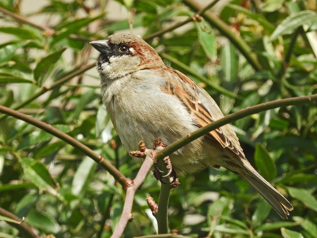 (FOTO) GDJE SU NESTALI VRAPCI? Petra Čulig iz udruge Biom otkriva tajnu ...