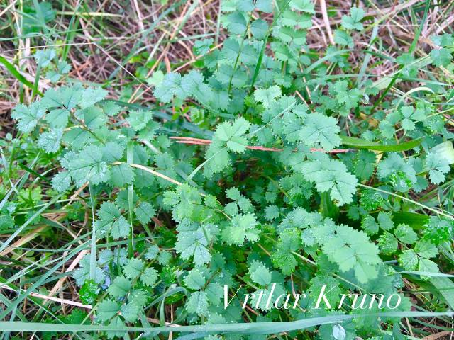 (FOTO) PROLJEĆE U ISTRI Sedam moćnih samoniklih biljaka koje čuvaju ...