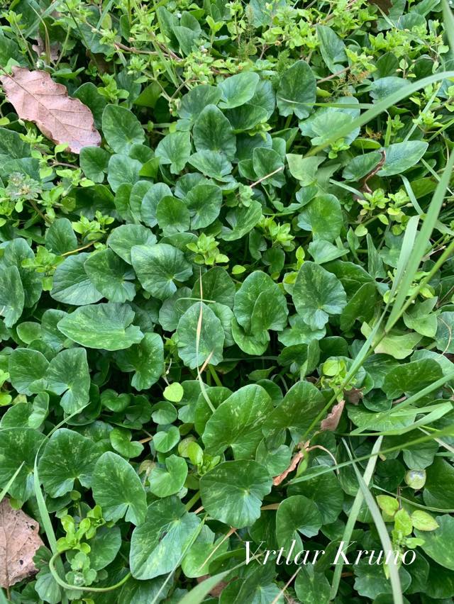 (FOTO) PROLJEĆE U ISTRI Sedam moćnih samoniklih biljaka koje čuvaju ...