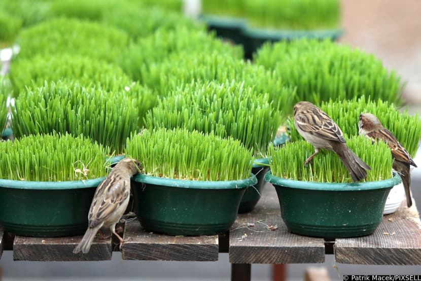 (FOTO) GDJE SU NESTALI VRAPCI? Petra Čulig iz udruge Biom otkriva tajnu ...