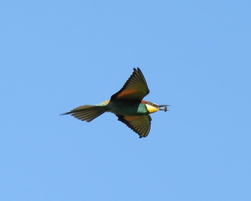 Pčelarice, ptice duginih boja koje obitavaju na Marleri i Kamenjaku ...